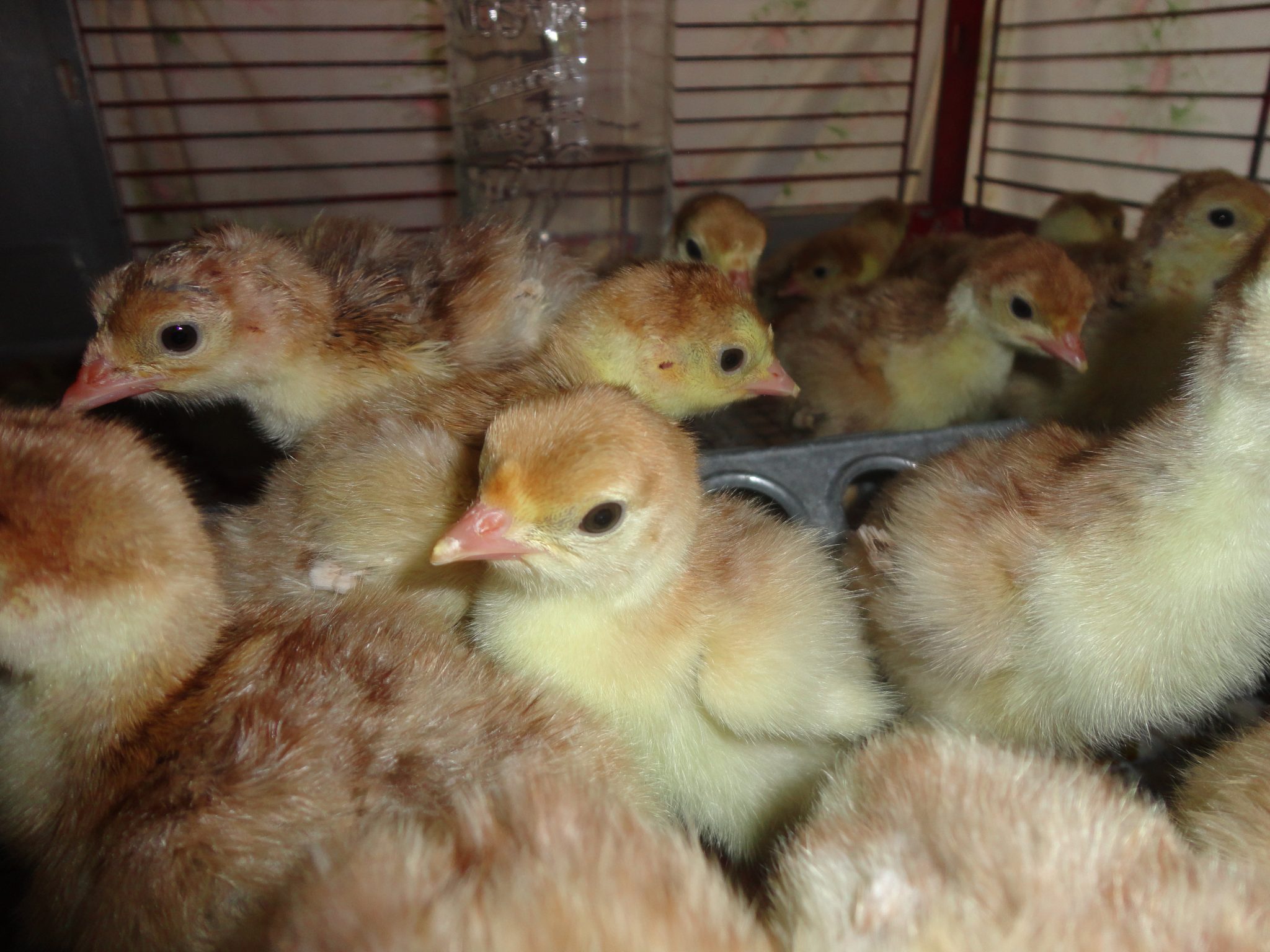 Raising Heritage Turkey Breeds - Backyard Poultry